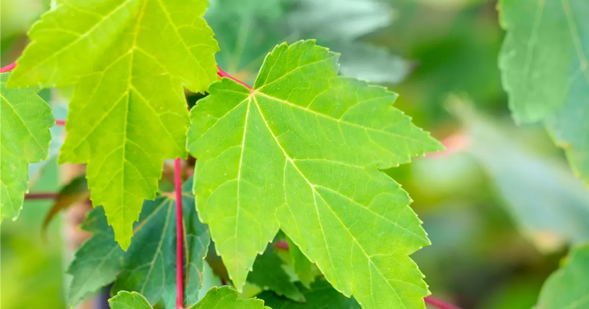 Acer Rubrum Red Maple
