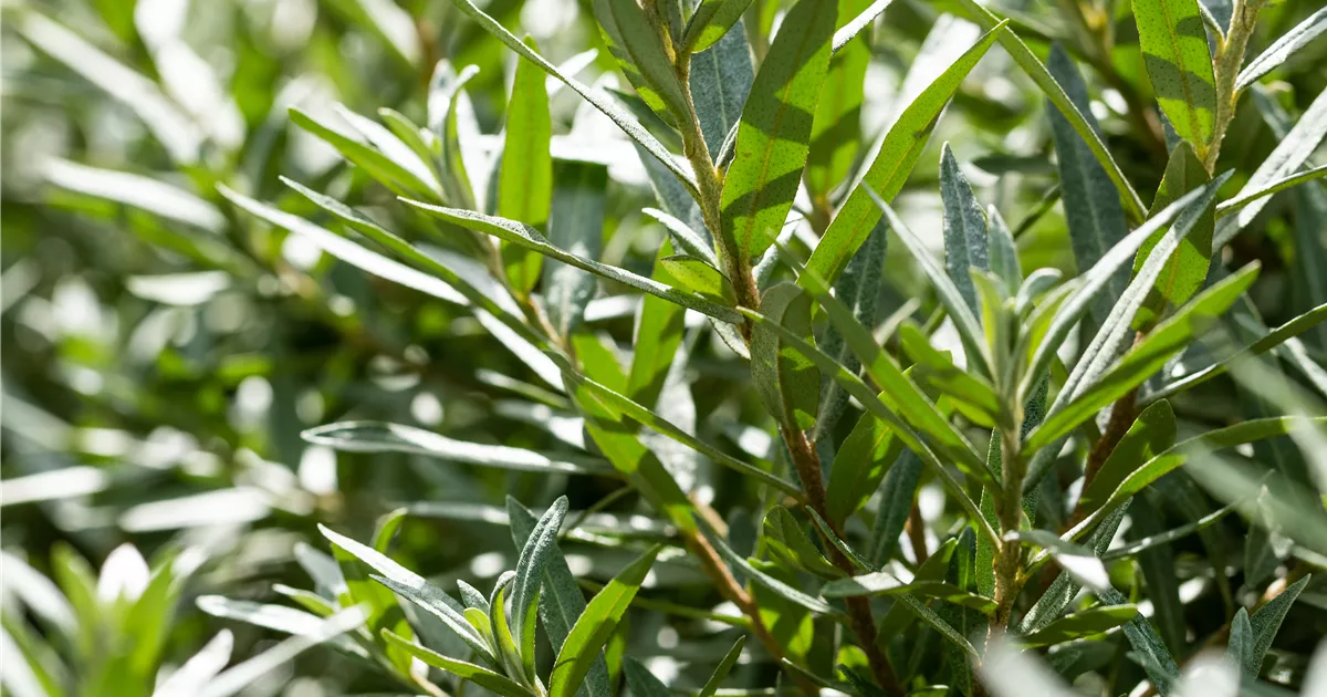 Hippophae rhamnoides 'Hikul'