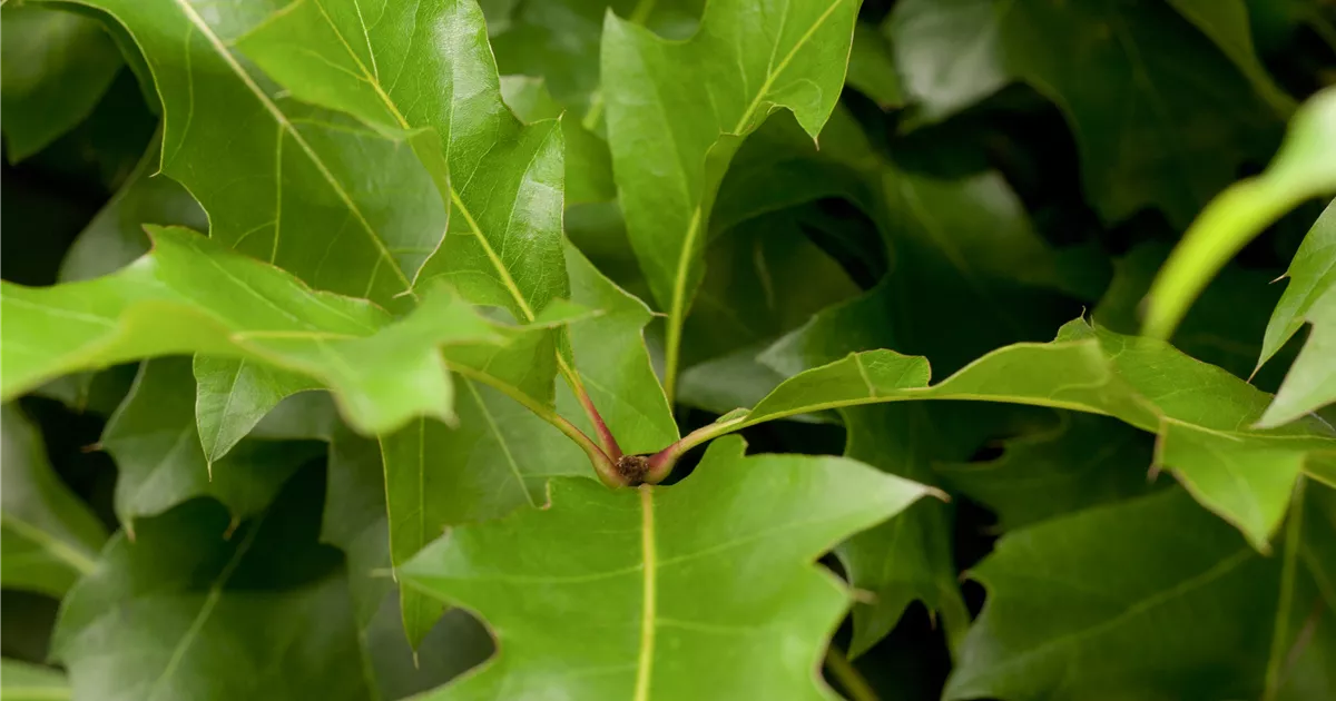 Quercus palustris 'Green Dwarf'
