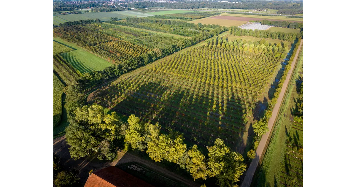 home - Baum & Bonheur