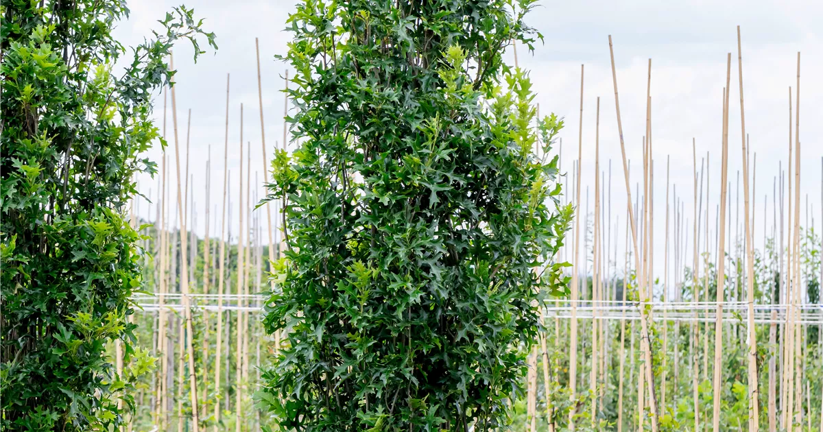Quercus palustris 'Green Pillar' -R-