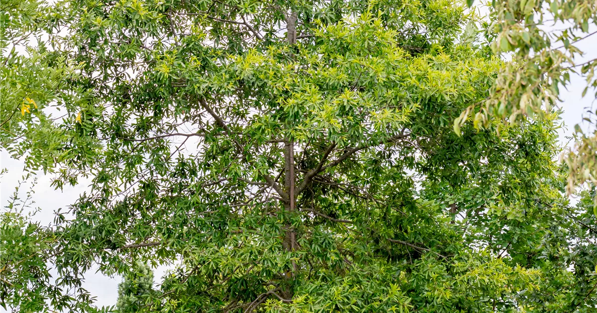 Quercus phellos