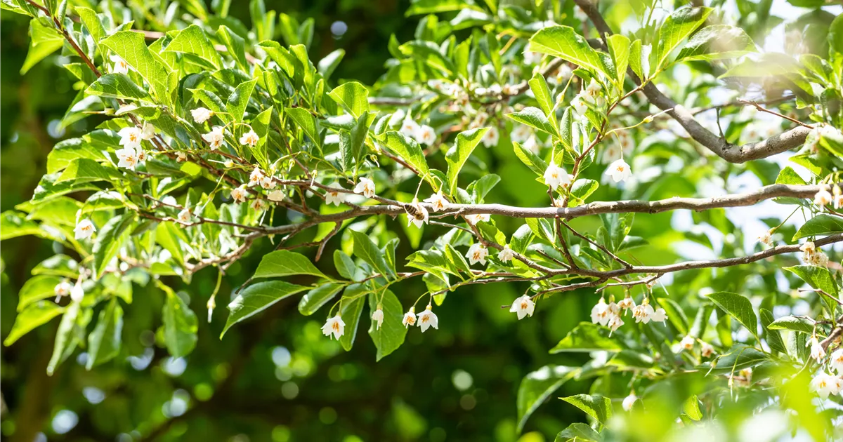 Styrax japonicus