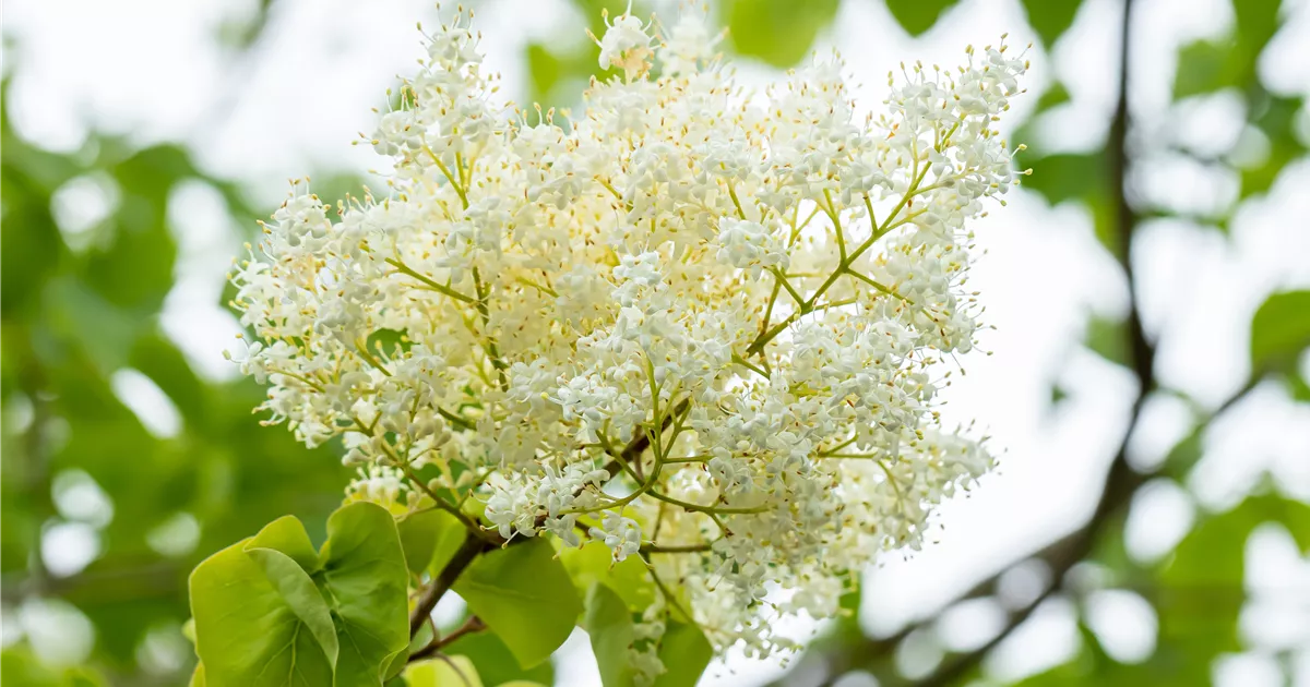 Syringa pekinensis 'China Snow'