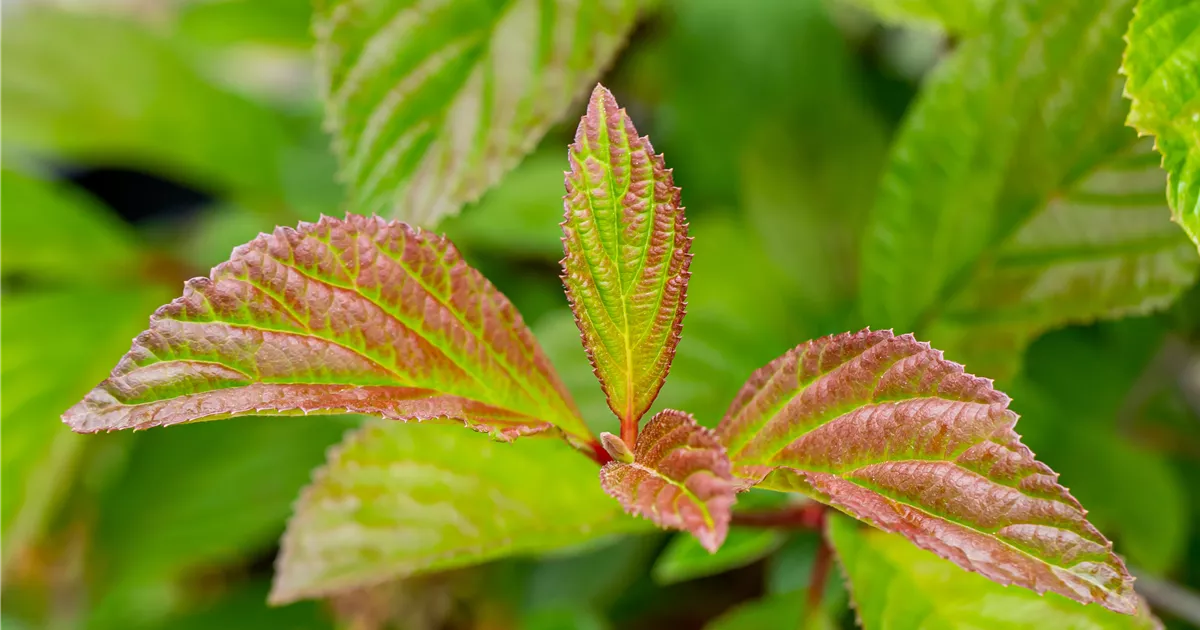 Viburnum farreri