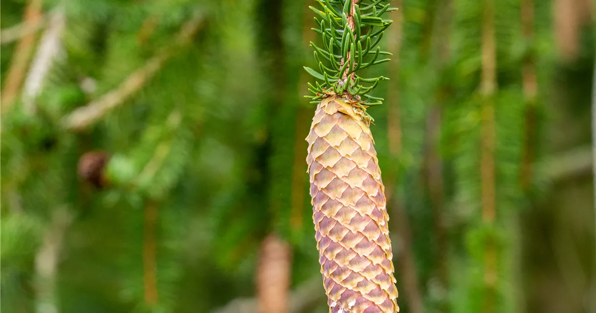 Picea abies