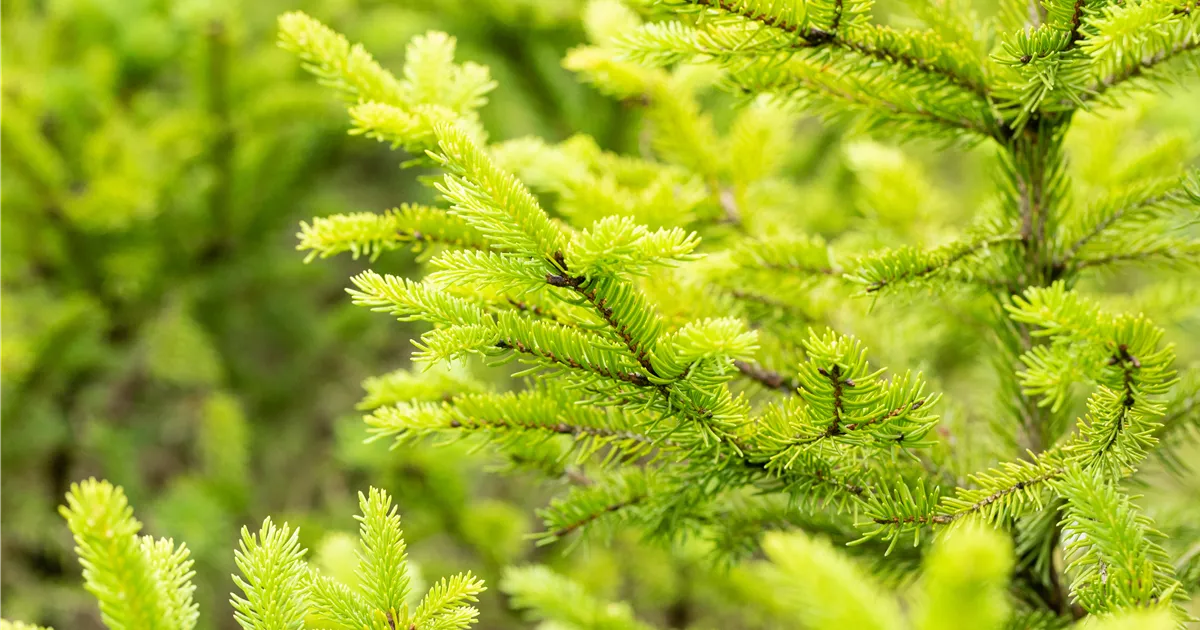 Picea abies 'Ohlendorffii'