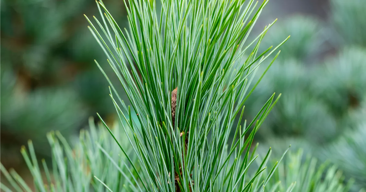 Pinus peuce