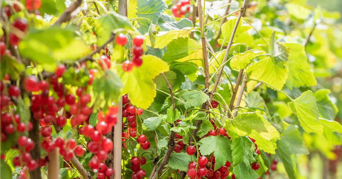 Ribes rubrum 'Rovada' CAC