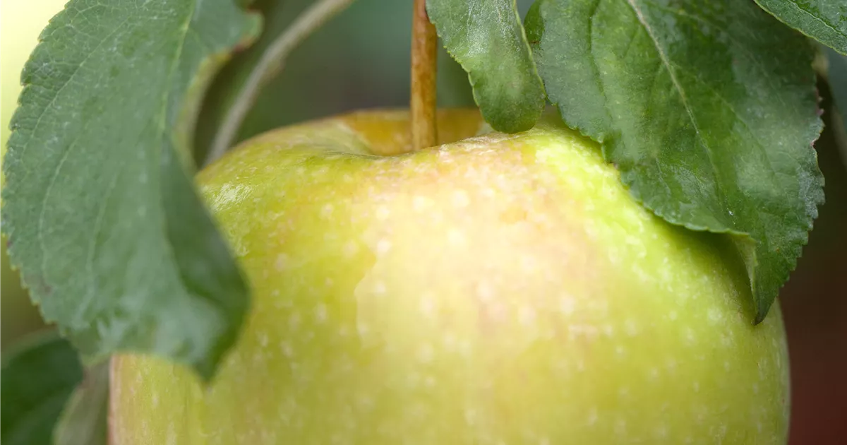 Malus 'Pinova' -S- CAC