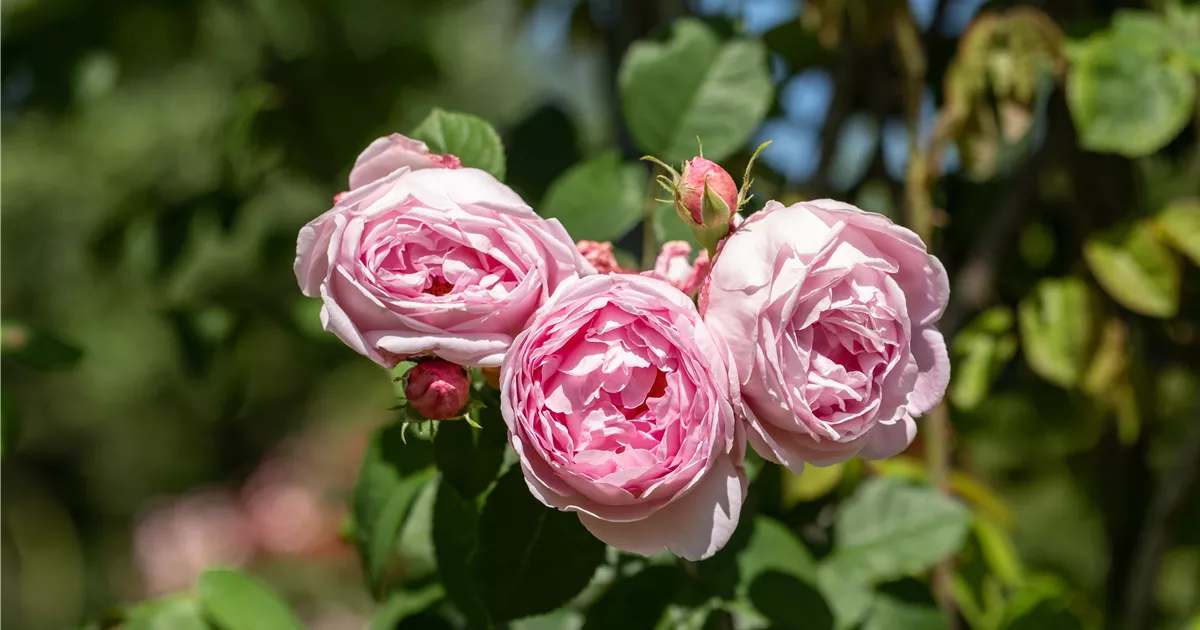 Rosa 'Constance Spry' STR