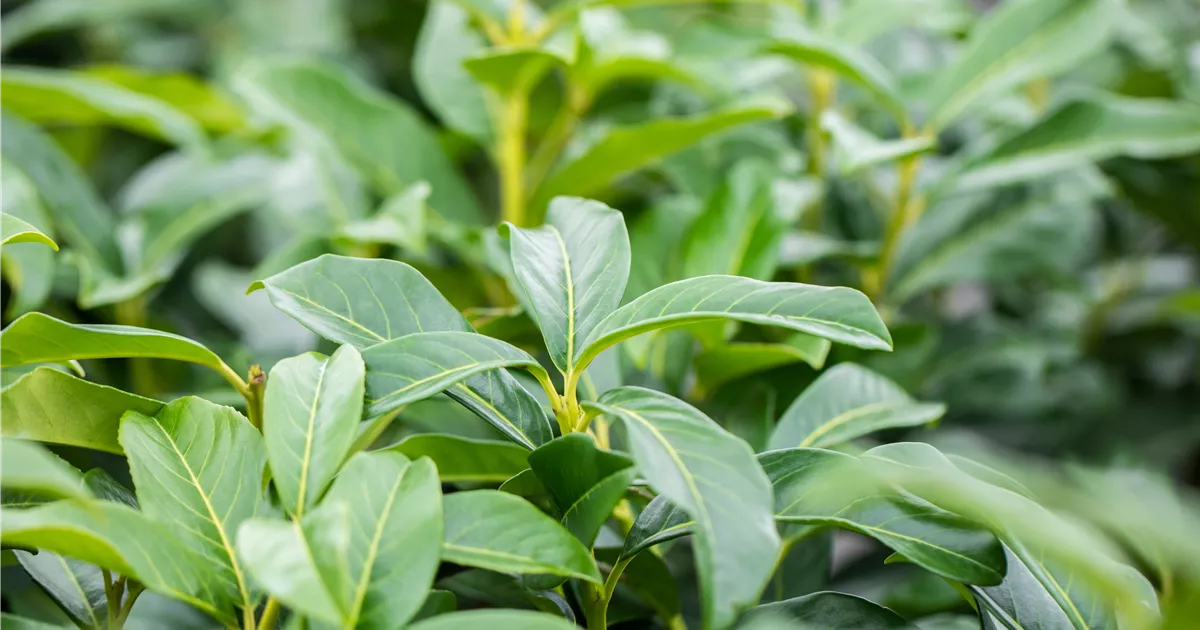 Prunus lauroc.'Genolia' -R-