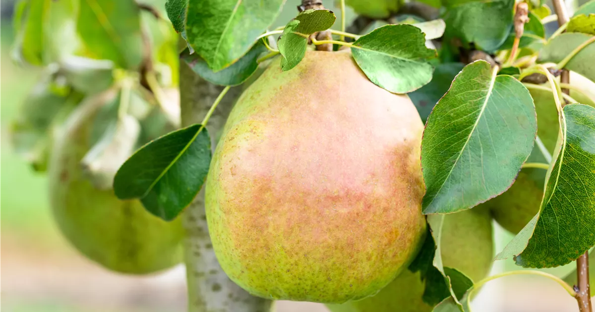 Pyrus com.'Vereins Dechantsbirne' CAC