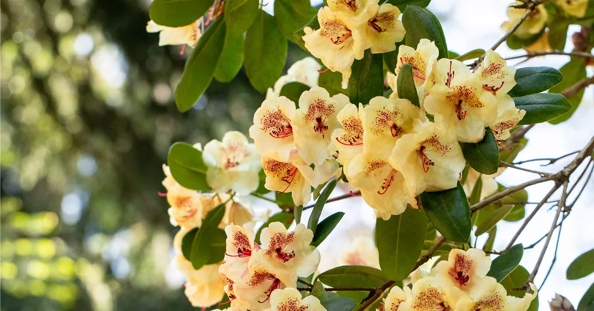 Rhododendron Hybr.'Viscy'