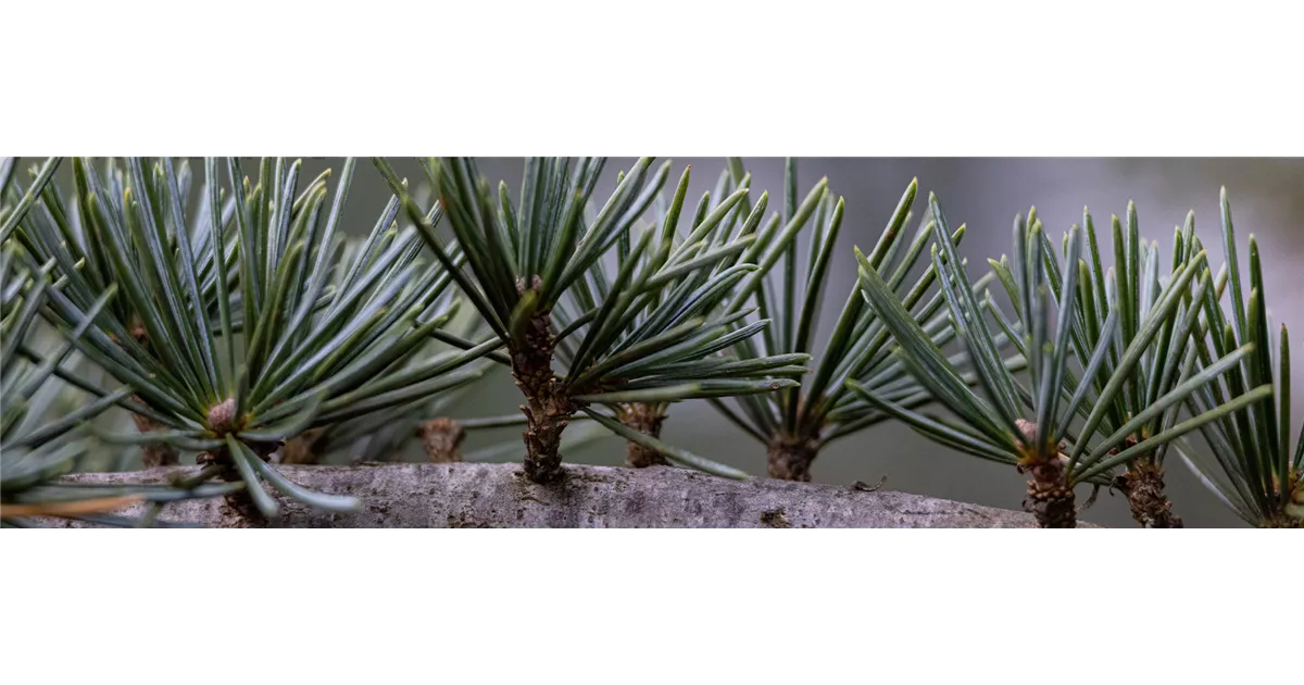 Coniferes - Baum & Bonheur