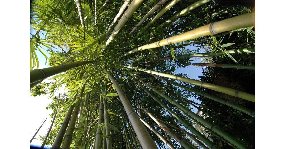Bamboo - Baum & Bonheur