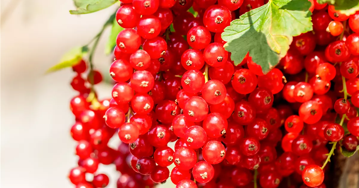 Ribes rubrum 'Rovada' CAC